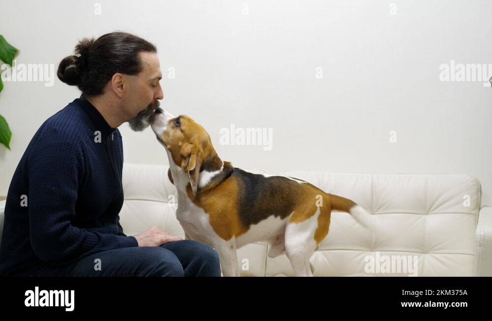 Dog go to man and touch his face by nose, fawn and kind pet wag tail ...