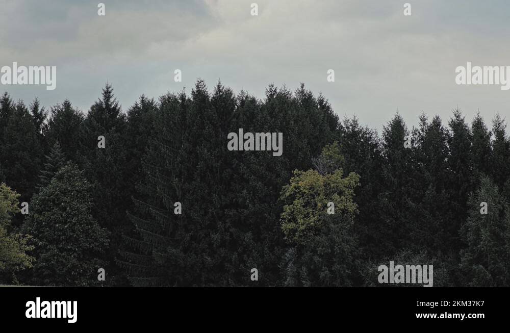 Evergreen tree tops Stock Videos & Footage - HD and 4K Video Clips - Alamy