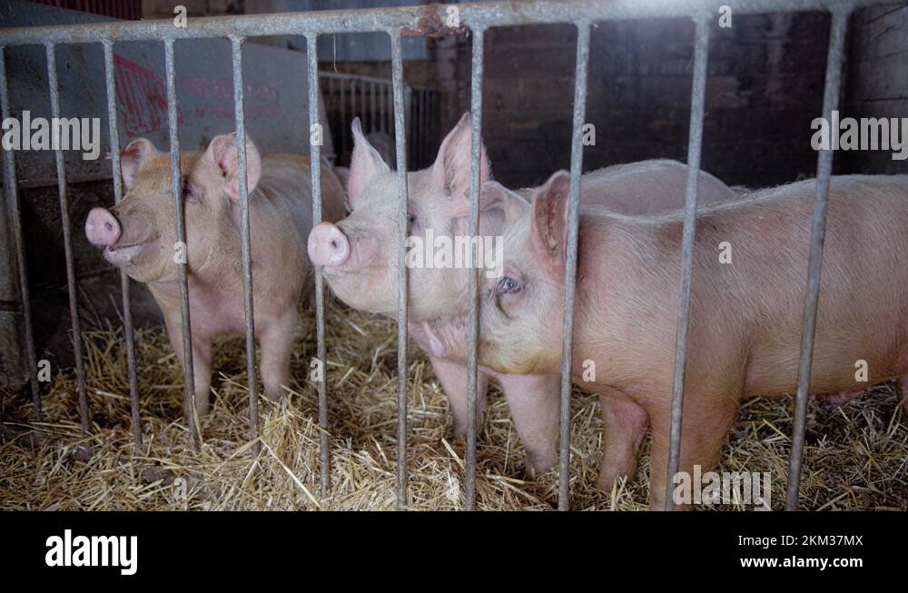 Hog pen Stock Videos & Footage - HD and 4K Video Clips - Alamy