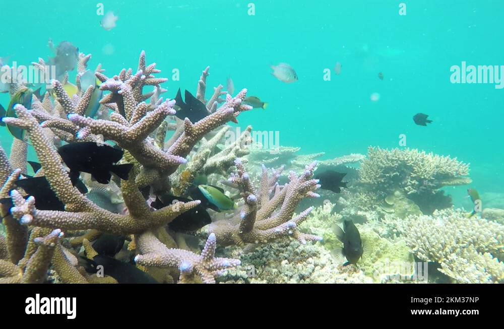 Underwater park Stock Videos & Footage - HD and 4K Video Clips - Alamy