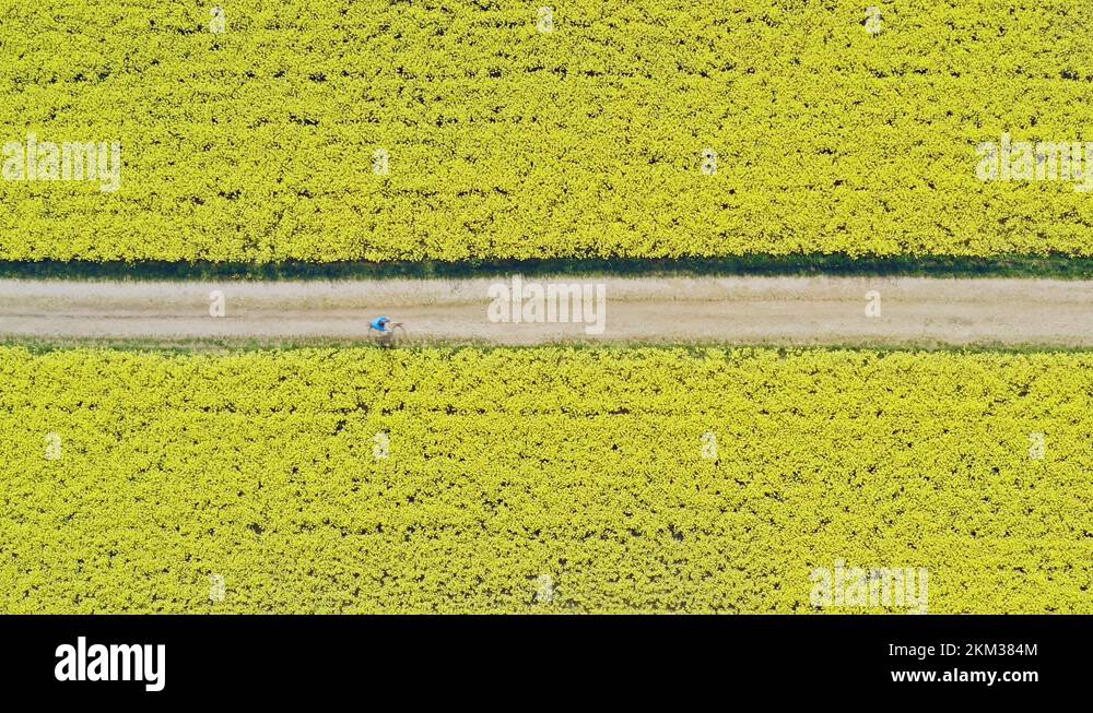 Yellow landscape. A man with his bike is riding along a straight ...