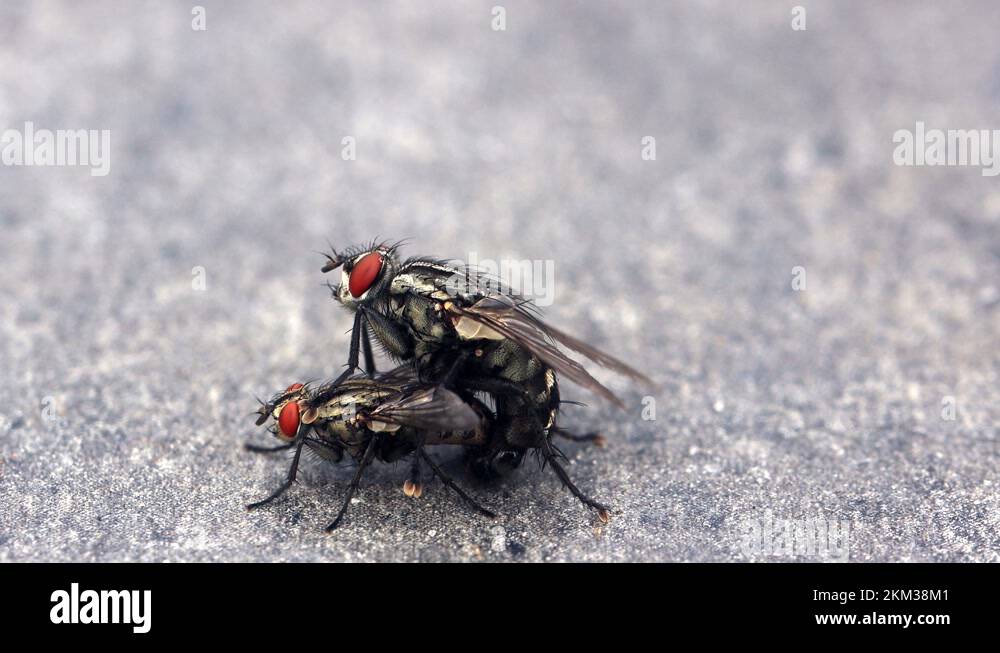 Flies mating Stock Videos & Footage - HD and 4K Video Clips - Alamy