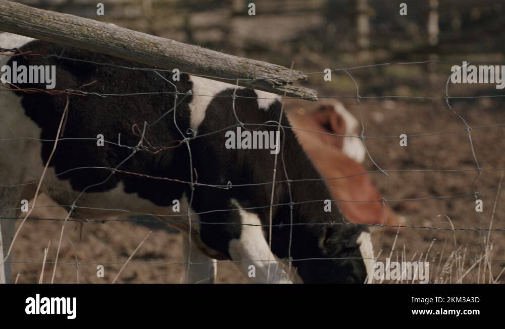 Holstein cow walking Stock Videos & Footage - HD and 4K Video Clips - Alamy