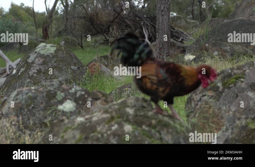 Chicken jumping Stock Videos & Footage - HD and 4K Video Clips - Alamy