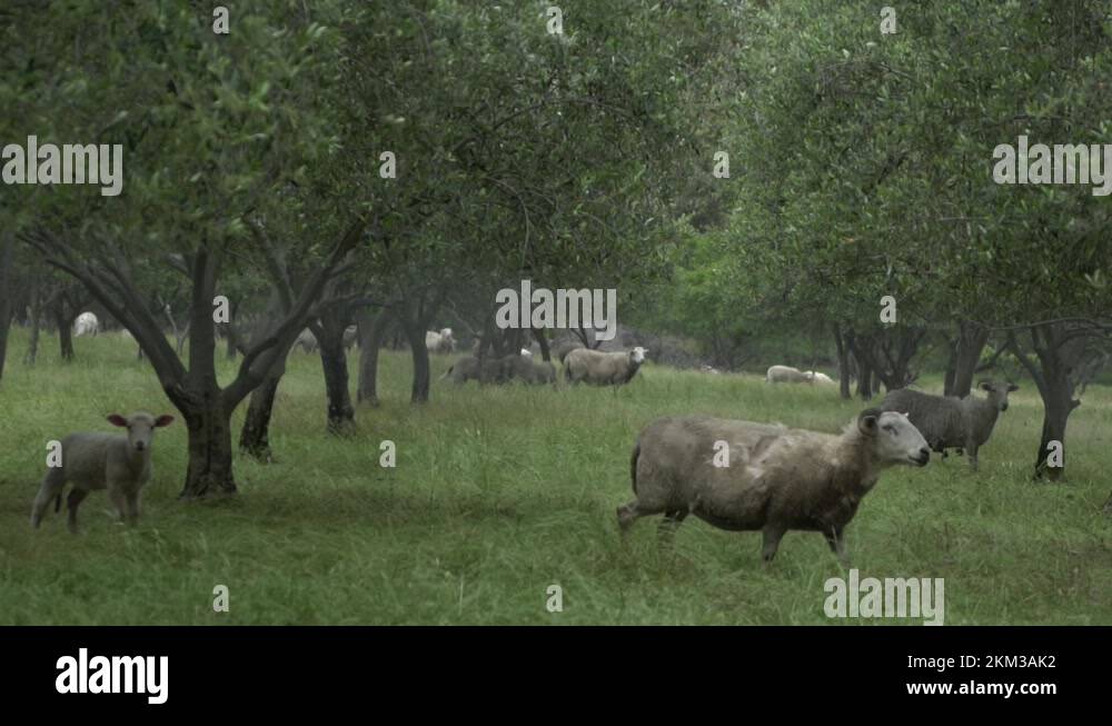 On natural open farm wildlife sheep ram and lambs walking and running ...
