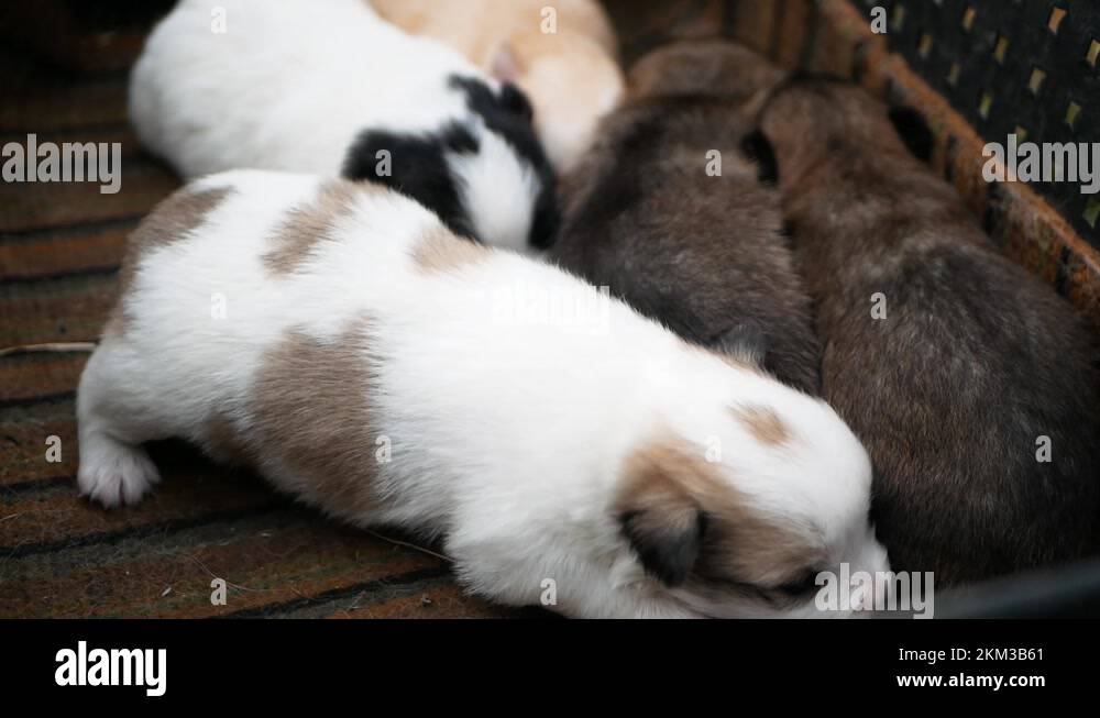 Newborn stray puppies Stock Videos & Footage - HD and 4K Video Clips ...