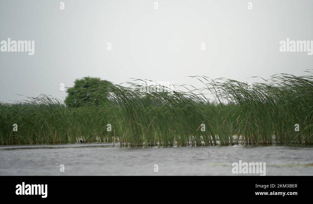 Dull green Stock Videos & Footage - HD and 4K Video Clips - Alamy