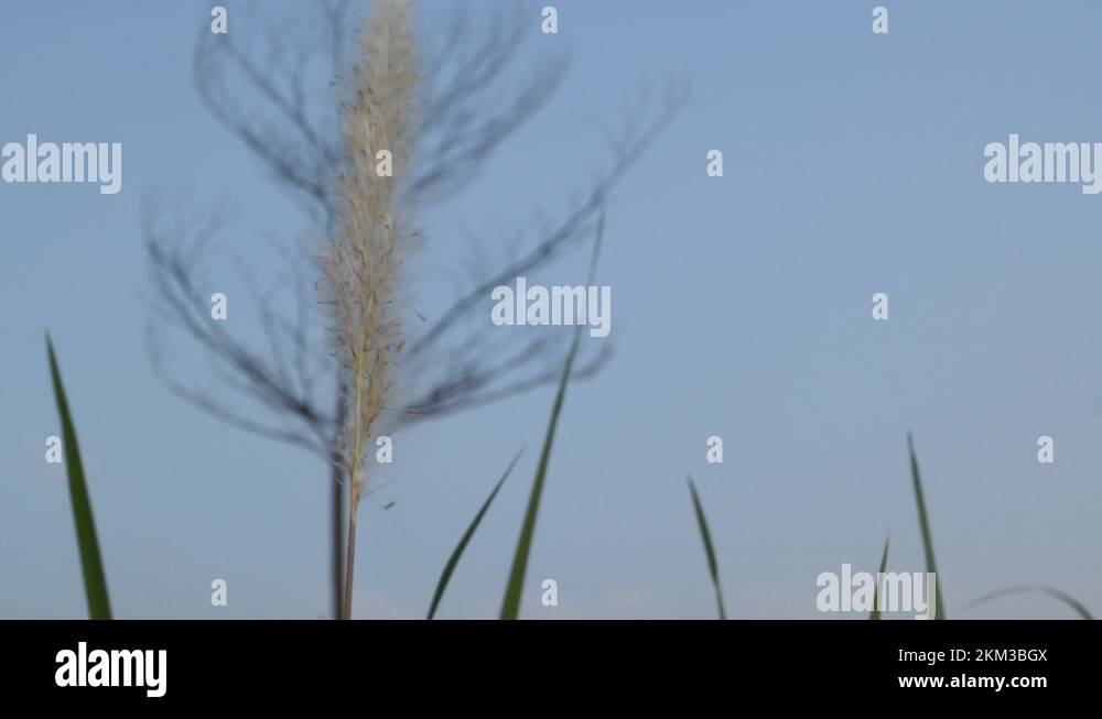 Arctic sedge Stock Videos & Footage - HD and 4K Video Clips - Alamy