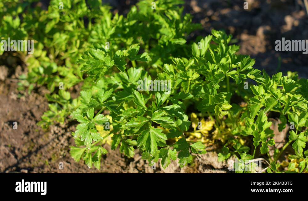 Green cilantro seeds Stock Videos & Footage - HD and 4K Video Clips - Alamy