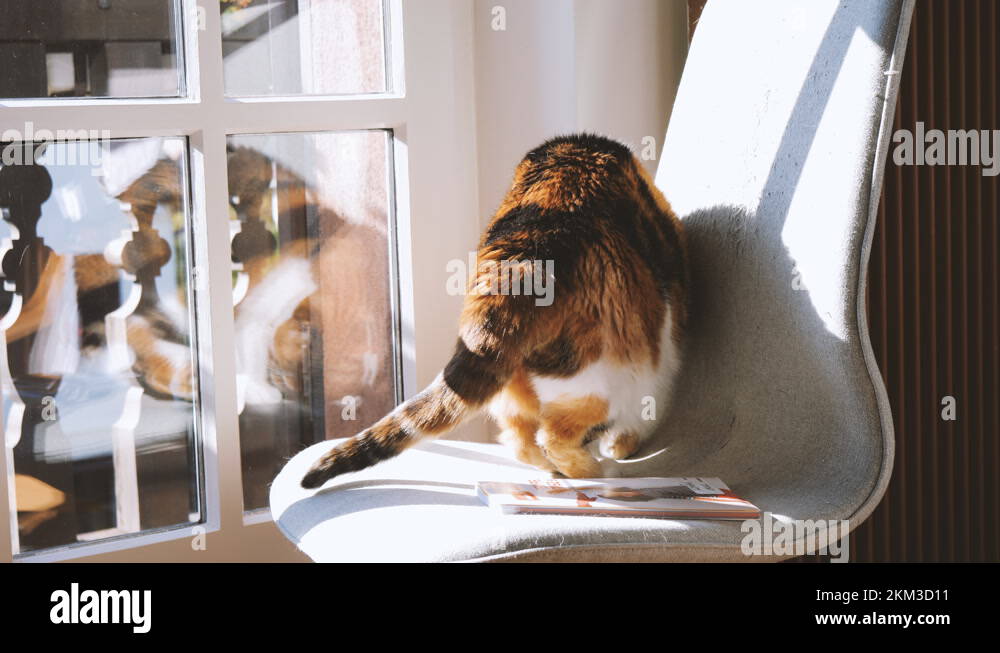 Cat furniture claws Stock Videos & Footage - HD and 4K Video Clips - Alamy