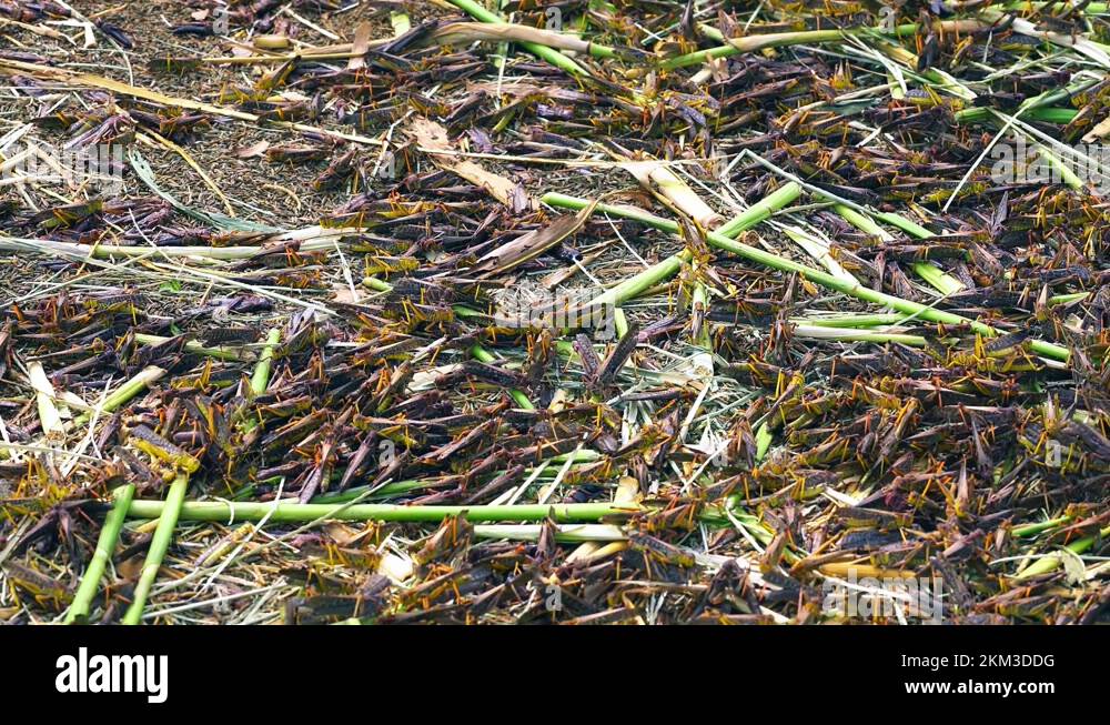 Locusts crops Stock Videos & Footage - HD and 4K Video Clips - Alamy