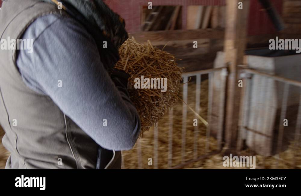 Clean pigs Stock Videos & Footage - HD and 4K Video Clips - Alamy