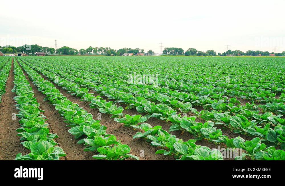 Horizontal growing vegetable rows Stock Videos & Footage - HD and 4K ...