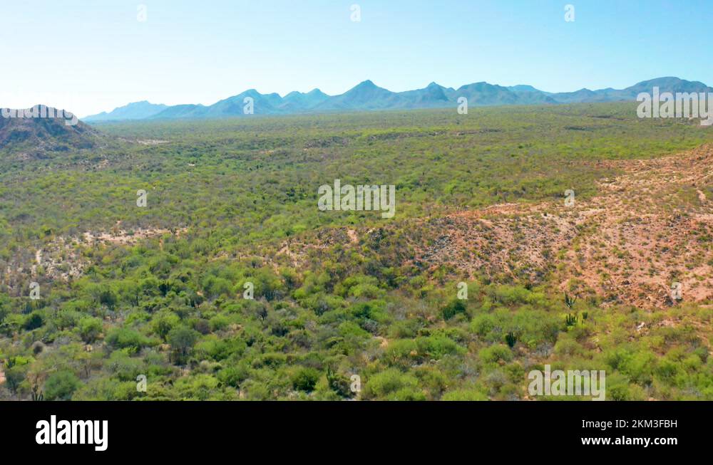 CABO PULMO BCS MEXICO-2020: Beautiful Scrub land With Green Forest And ...