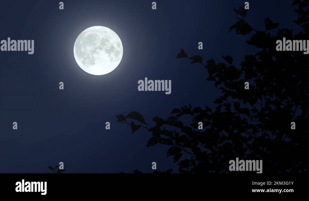 Tree sky night branch Stock Videos & Footage - HD and 4K Video Clips ...