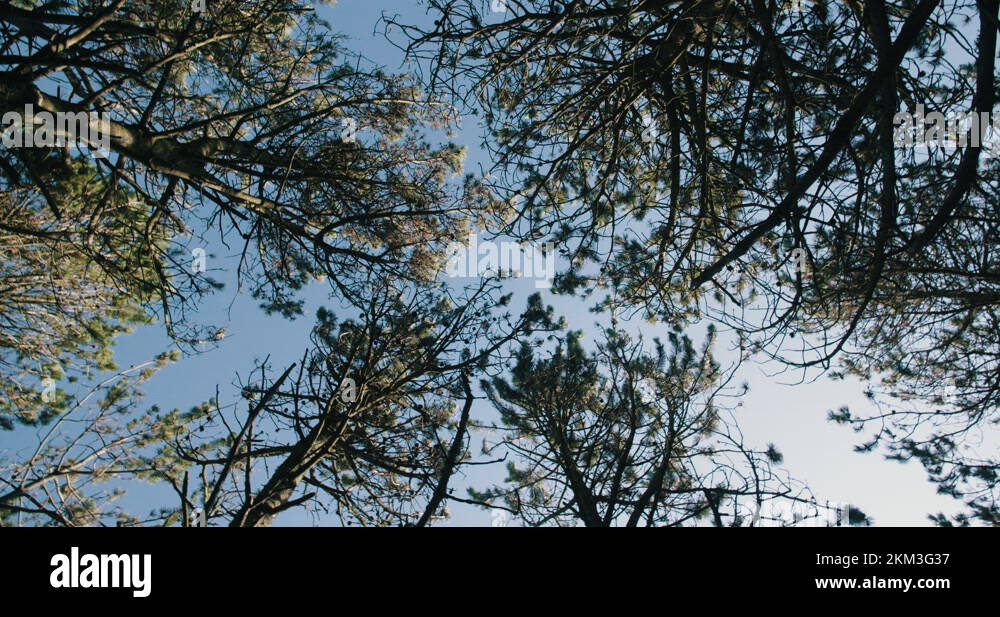 looking up into treetops conifers pine trees sunny travel nature 4k ...