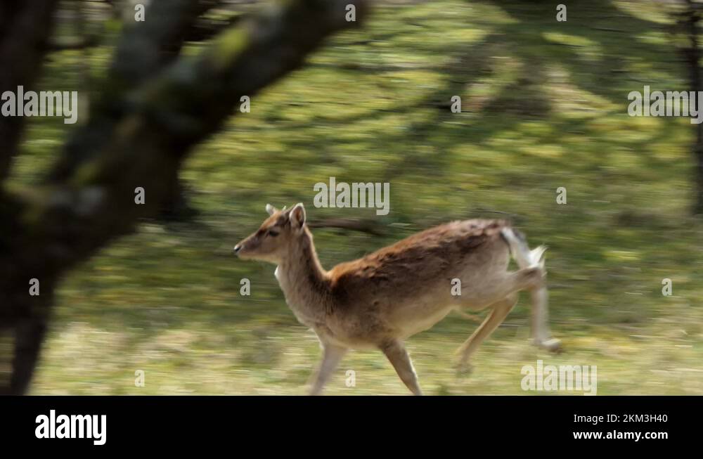 Male fallow deer without antlers runs past in slow motion 50fps Stock ...