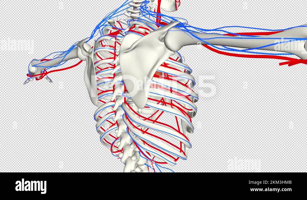 Circulatory System And Skeleton With Alpha Channel Stock Video Footage ...