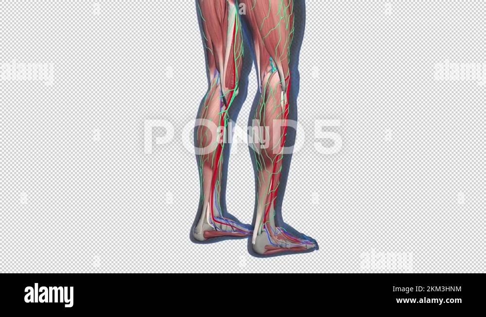Legs anatomy Stock Videos & Footage - HD and 4K Video Clips - Alamy