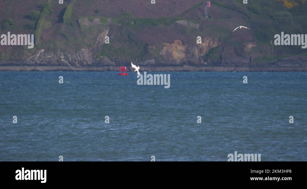 Head first dive Stock Videos & Footage - HD and 4K Video Clips - Alamy