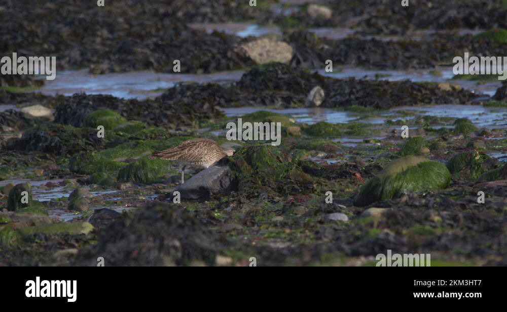Bird with crab Stock Videos & Footage - HD and 4K Video Clips - Alamy