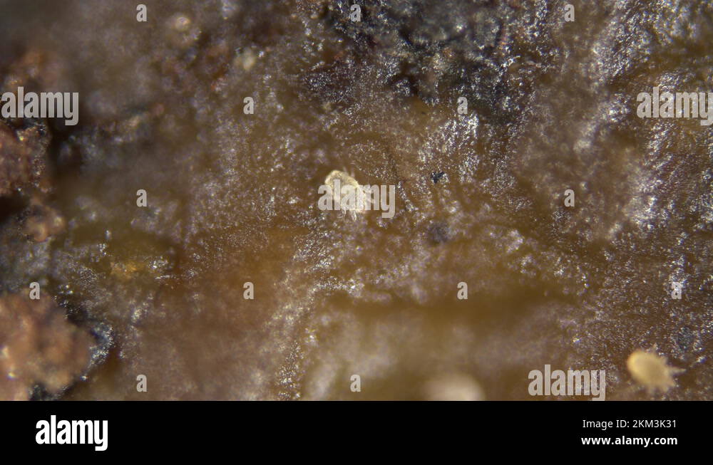 Soil mites of the Acaridae family under a microscope. saprophages Stock ...