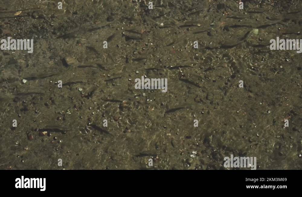 Crystal clean river Stock Videos & Footage - HD and 4K Video Clips - Alamy