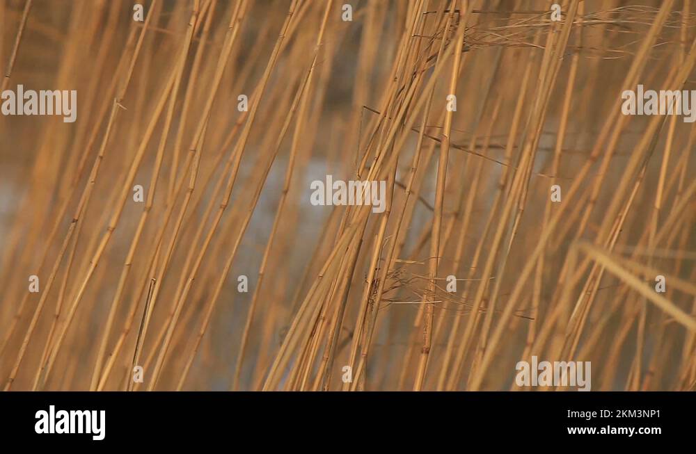 Rustle in the wind Stock Videos & Footage - HD and 4K Video Clips - Alamy