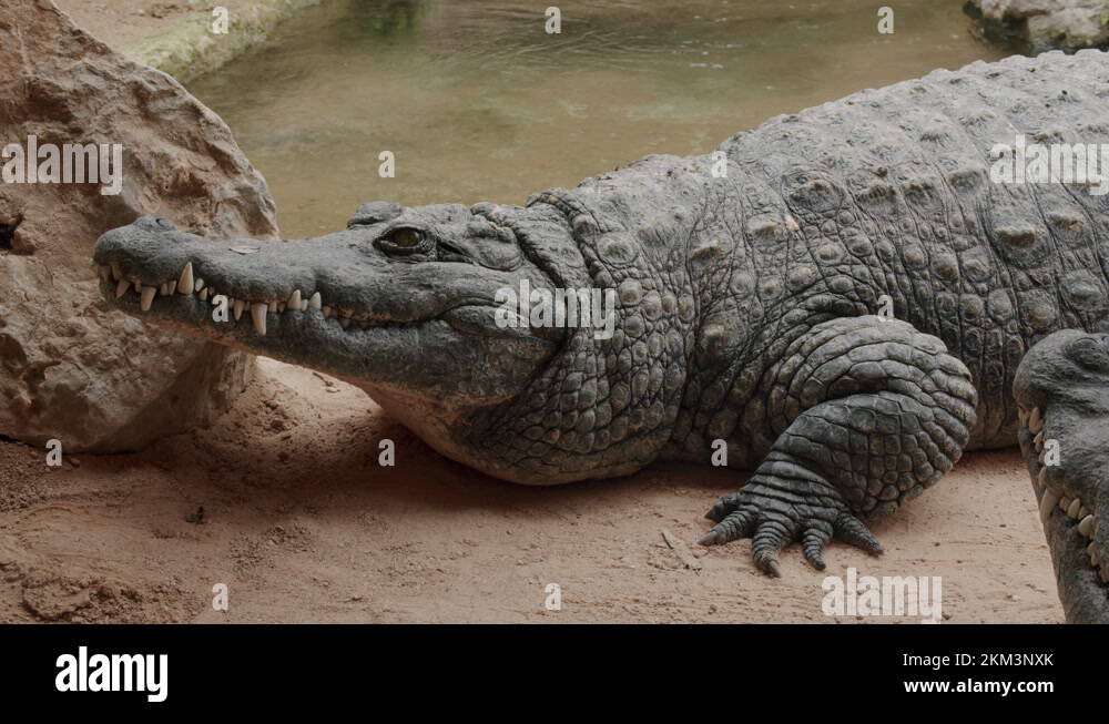 Crocodile zoo water Stock Videos & Footage - HD and 4K Video Clips - Alamy