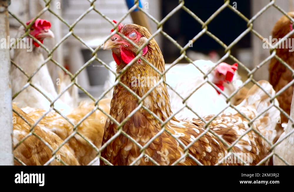 Poultry net Stock Videos & Footage - HD and 4K Video Clips - Alamy