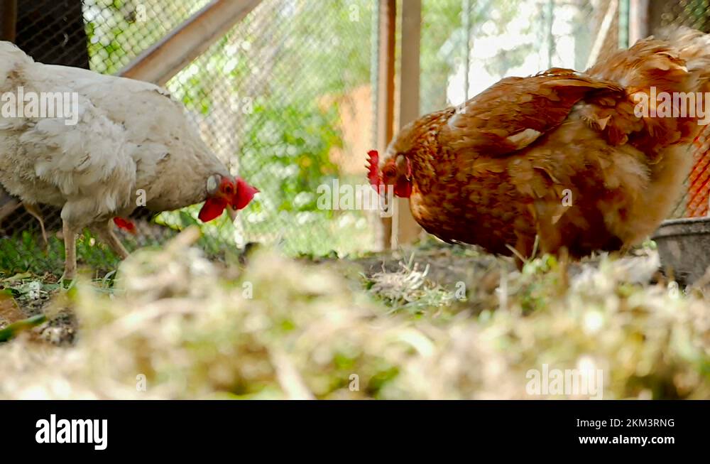 Livestock earth Stock Videos & Footage - HD and 4K Video Clips - Alamy