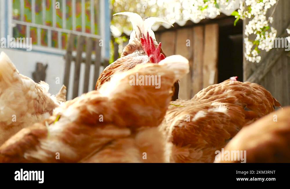 Beautiful rooster Stock Videos & Footage - HD and 4K Video Clips - Alamy