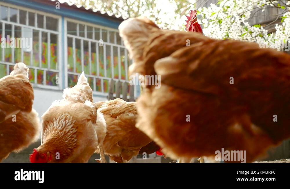 Hungry rooster Stock Videos & Footage - HD and 4K Video Clips - Alamy