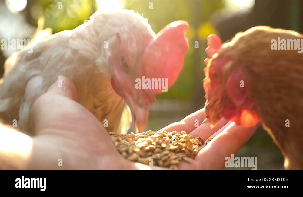 How to feed your chickens Stock Videos & Footage - HD and 4K Video ...