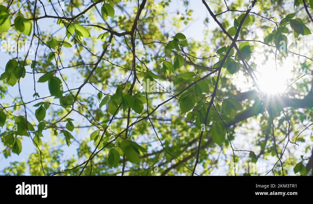 Beautiful green vibrant natural abstract 4k video background Stock ...