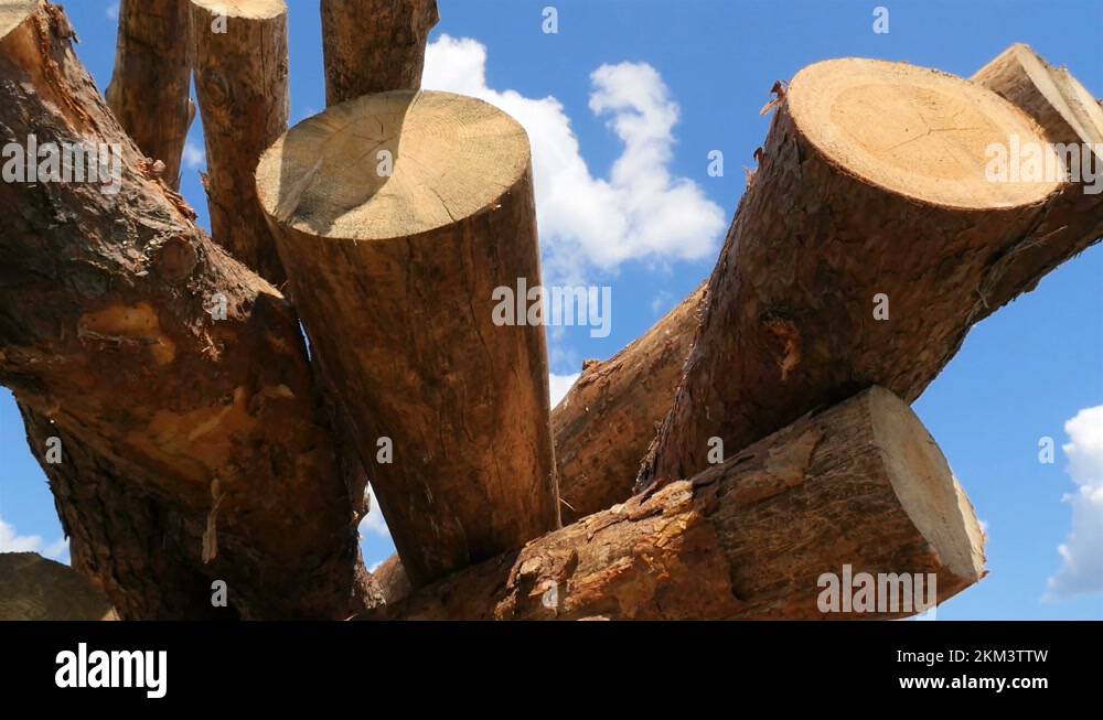 Against deforestation Stock Videos & Footage - HD and 4K Video Clips ...