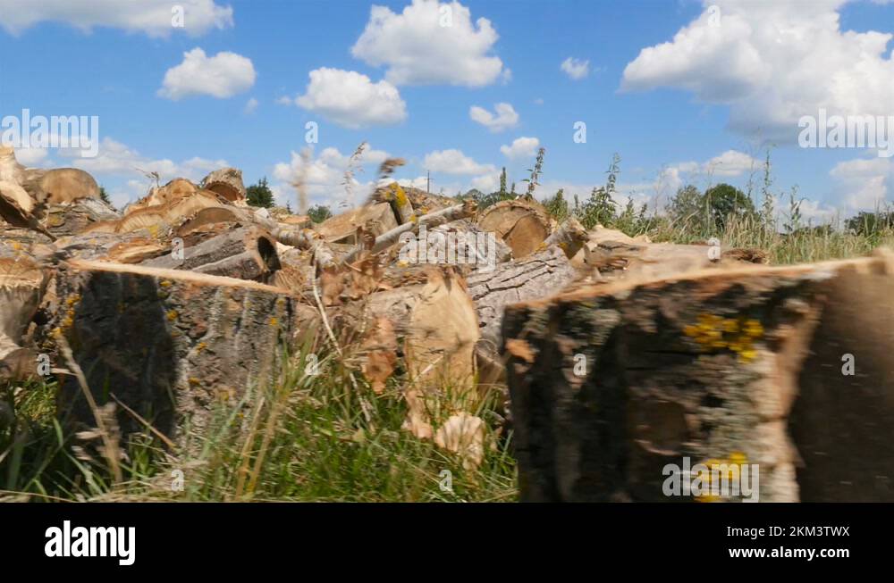 Mass deforestation Stock Videos & Footage - HD and 4K Video Clips - Alamy