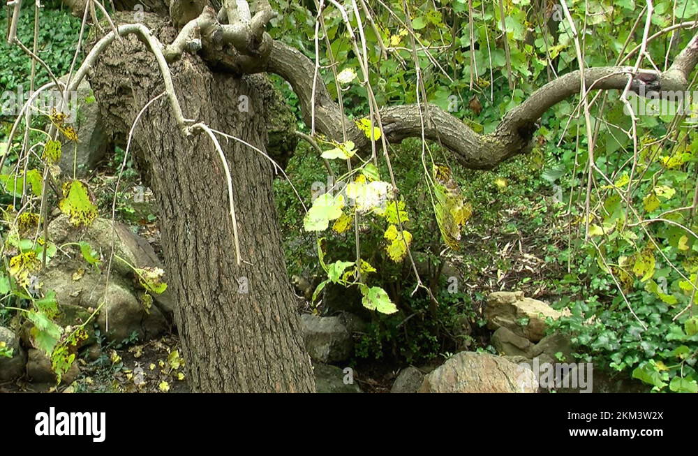 The mulberry tree Stock Videos & Footage - HD and 4K Video Clips - Alamy
