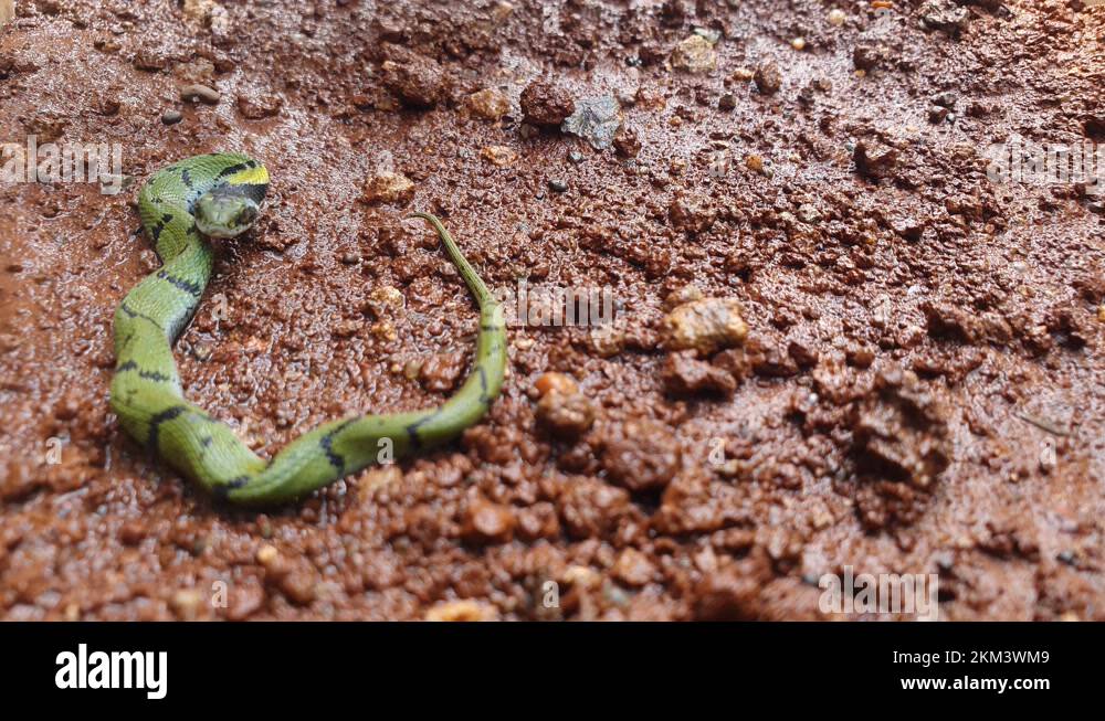 Species of indian snakes Stock Videos & Footage - HD and 4K Video Clips ...