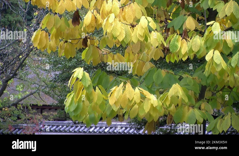 Deciduous tree leaves Stock Videos & Footage - HD and 4K Video Clips ...