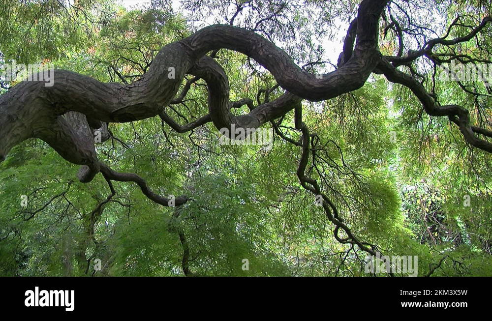 Curvy branches of lacy leaf Japanese maple tree (Acer palmatum Stock ...