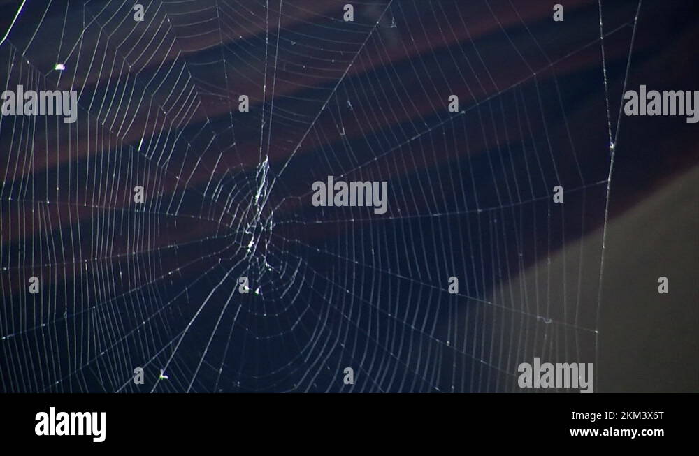 Spider web architecture Stock Videos & Footage - HD and 4K Video Clips ...