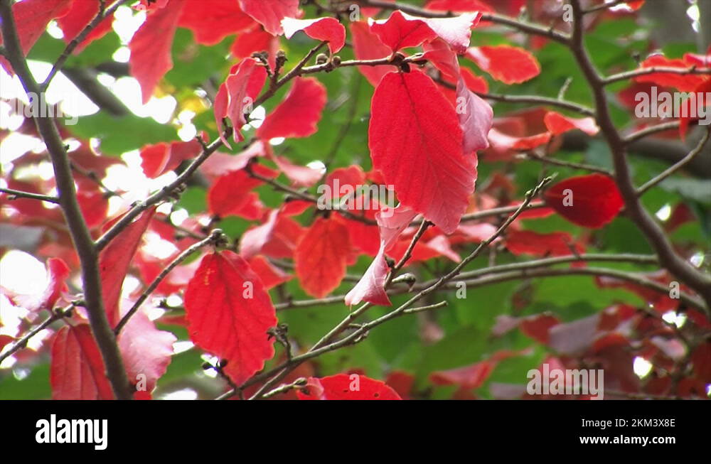 Quiver tree leaves Stock Videos & Footage - HD and 4K Video Clips - Alamy