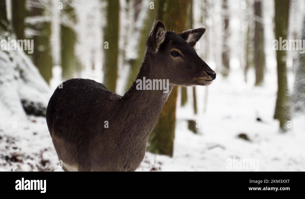 Doe standing snow winter Stock Videos & Footage - HD and 4K Video Clips ...