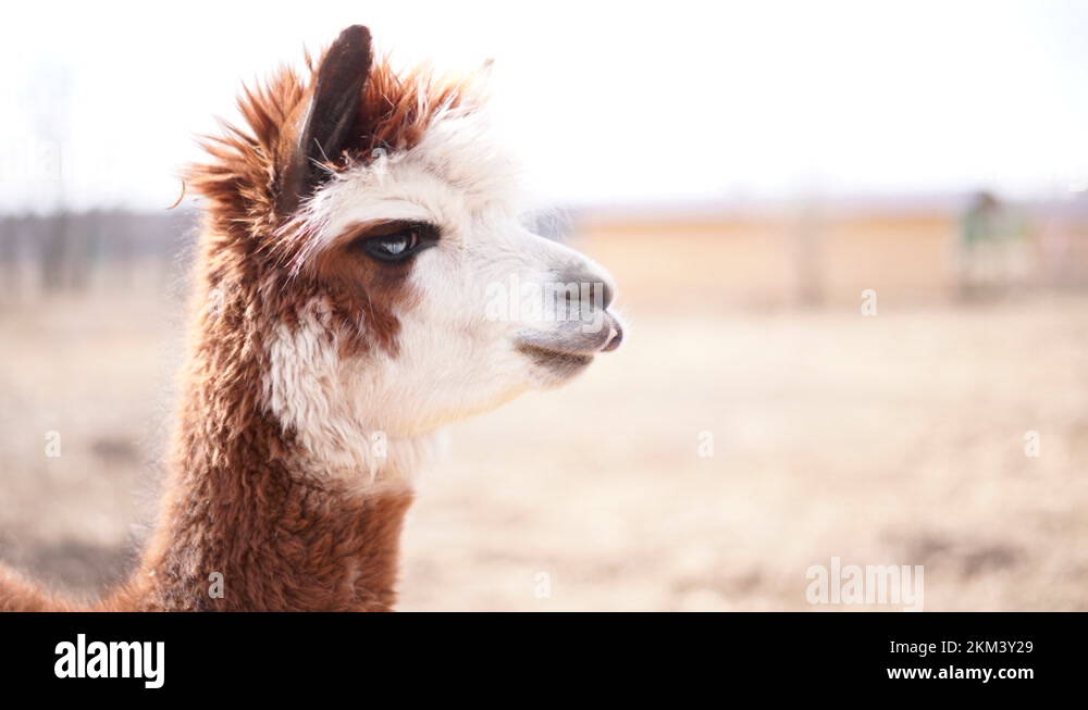 Lama alpaka Stock Videos & Footage - HD and 4K Video Clips - Alamy