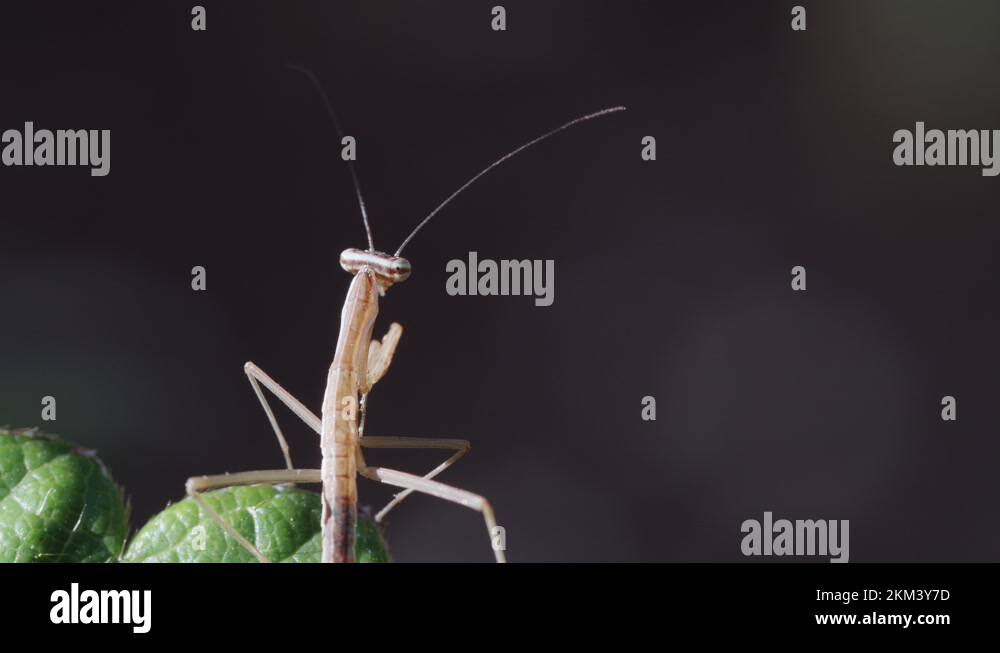 Praying mantis hatching moving side to side and looking around Stock ...