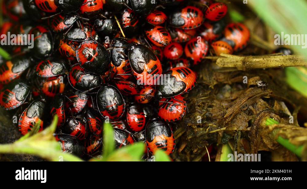 Bug cluster Stock Videos & Footage - HD and 4K Video Clips - Alamy
