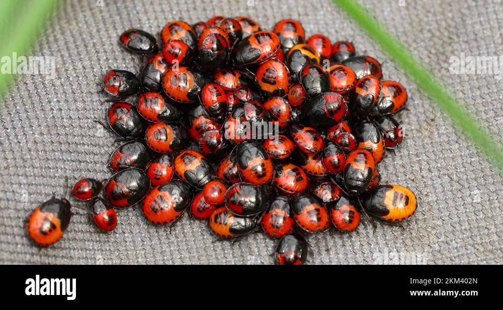 Stink bug pentatomidae Stock Videos & Footage - HD and 4K Video Clips ...