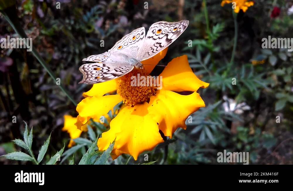 Beautiful Stock Videos & Footage - HD and 4K Video Clips - Alamy