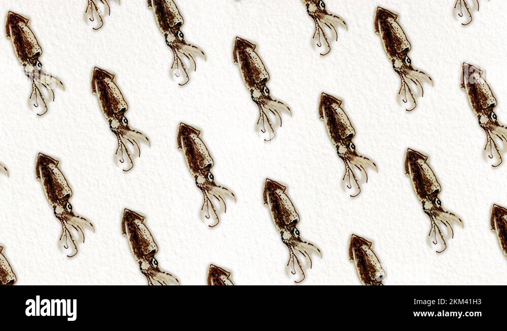Squid pattern Stock Videos & Footage - HD and 4K Video Clips - Alamy